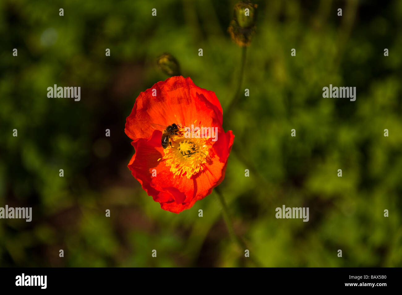 A bee pollinating a poppy Stock Photo - Alamy