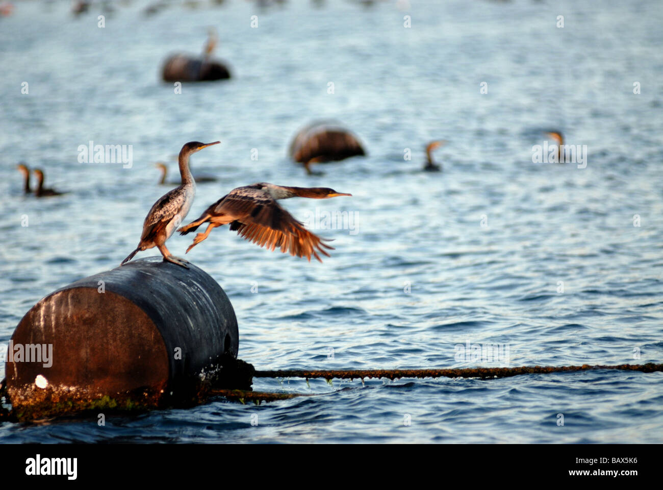 Cormoran bird hi-res stock photography and images - Alamy