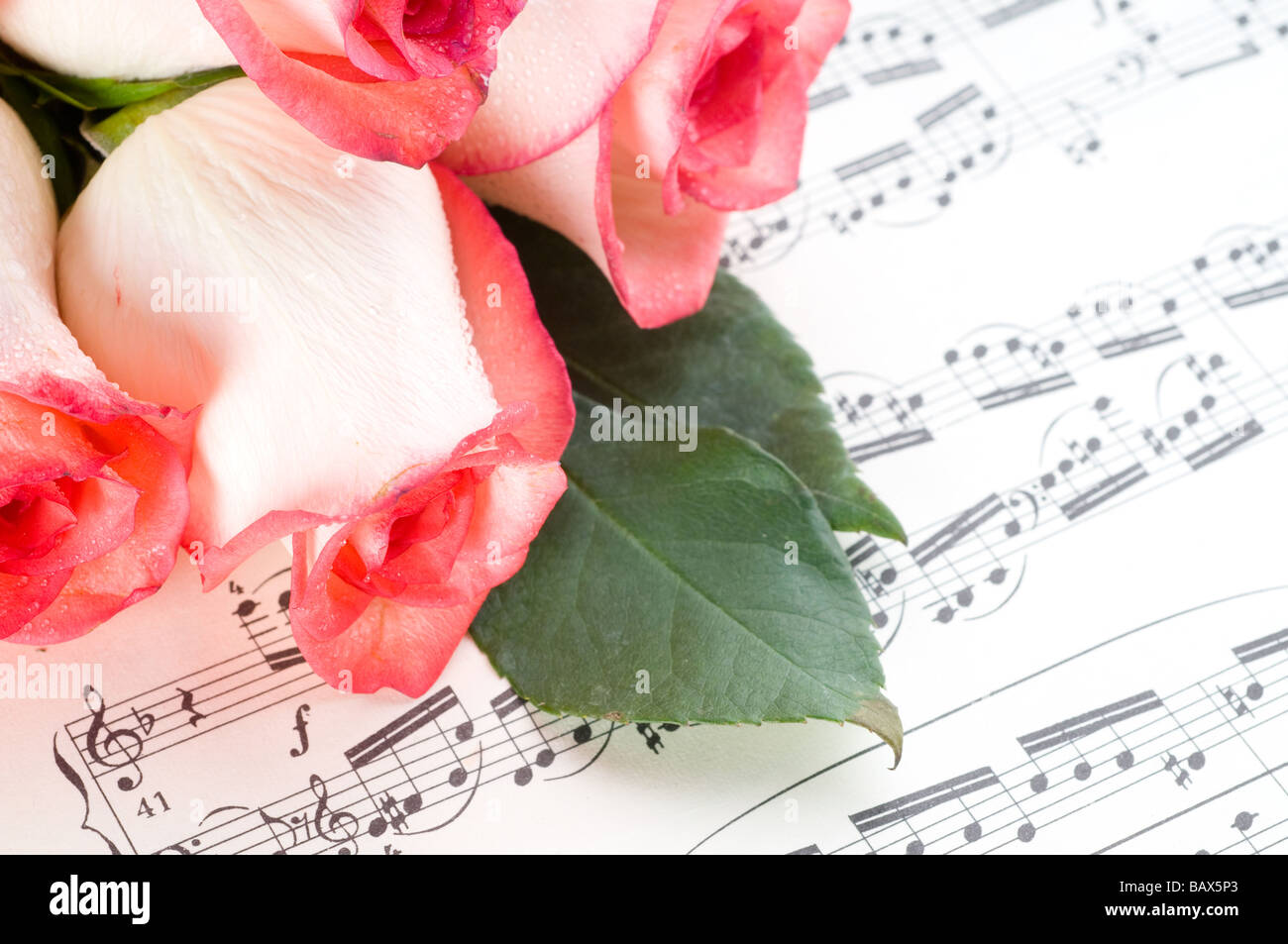 Musical sheet and flowers of roses Stock Photo - Alamy