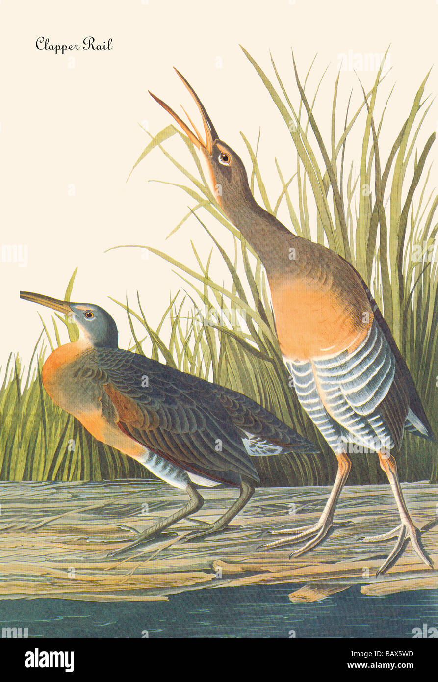 Clapper bird hi-res stock photography and images - Alamy