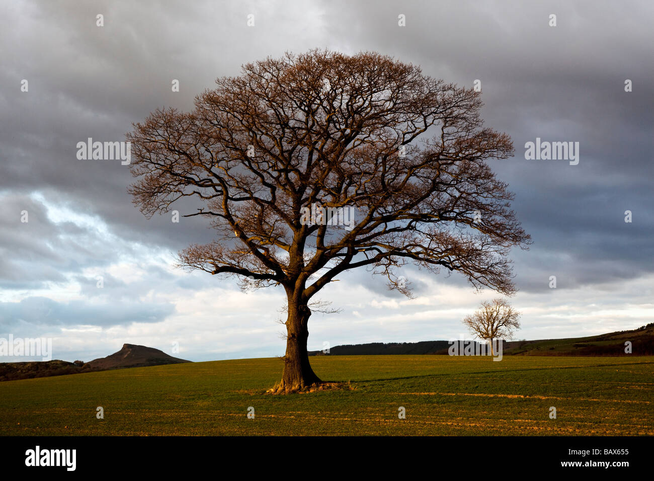 Roseberry Topping and Oak Tree in late March sunshine from Easby Lane ...