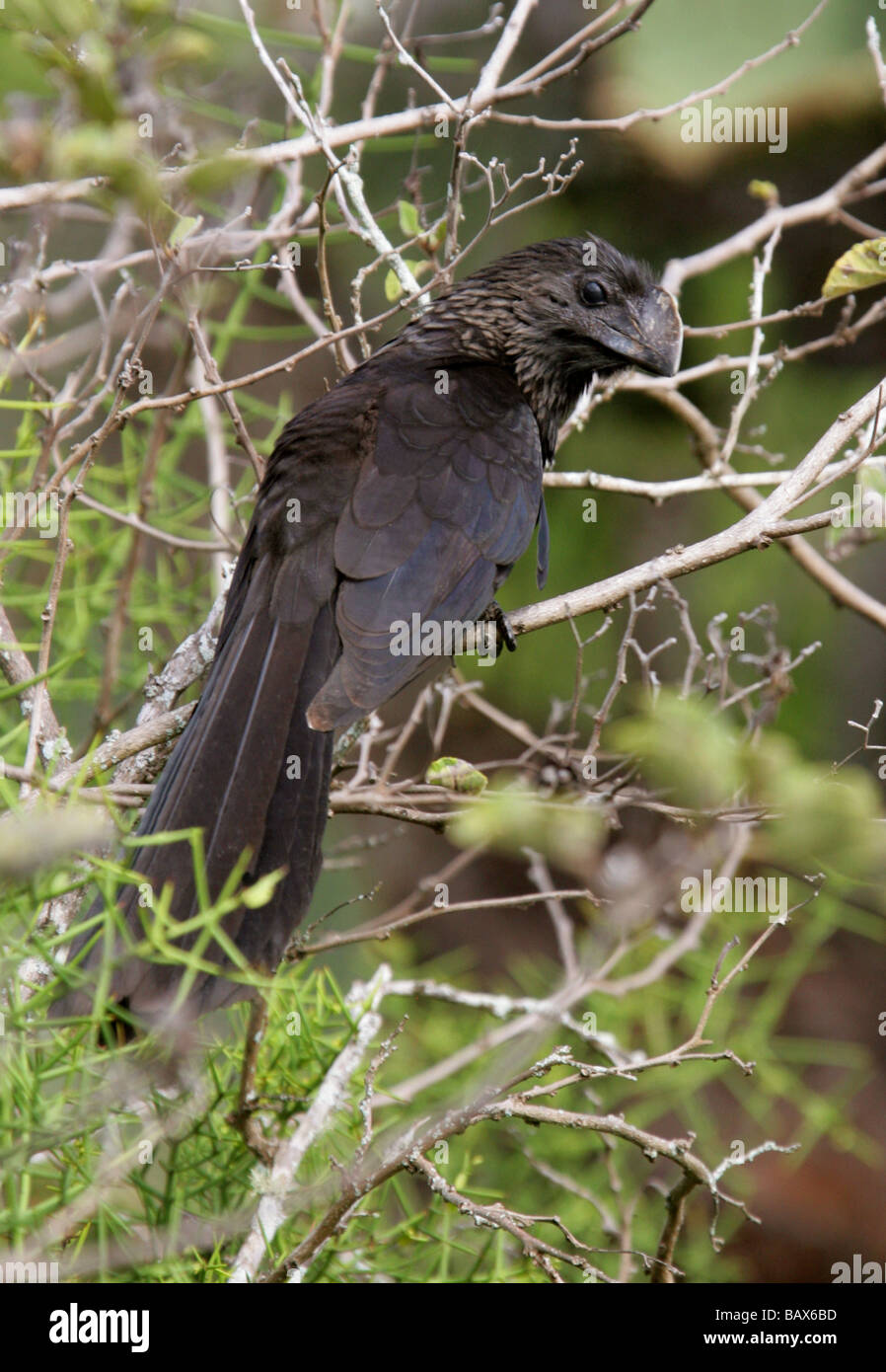 Smooth-billed Ani Bird, Crotophaga ani, Cuculidae, Santa Cruz Island ...