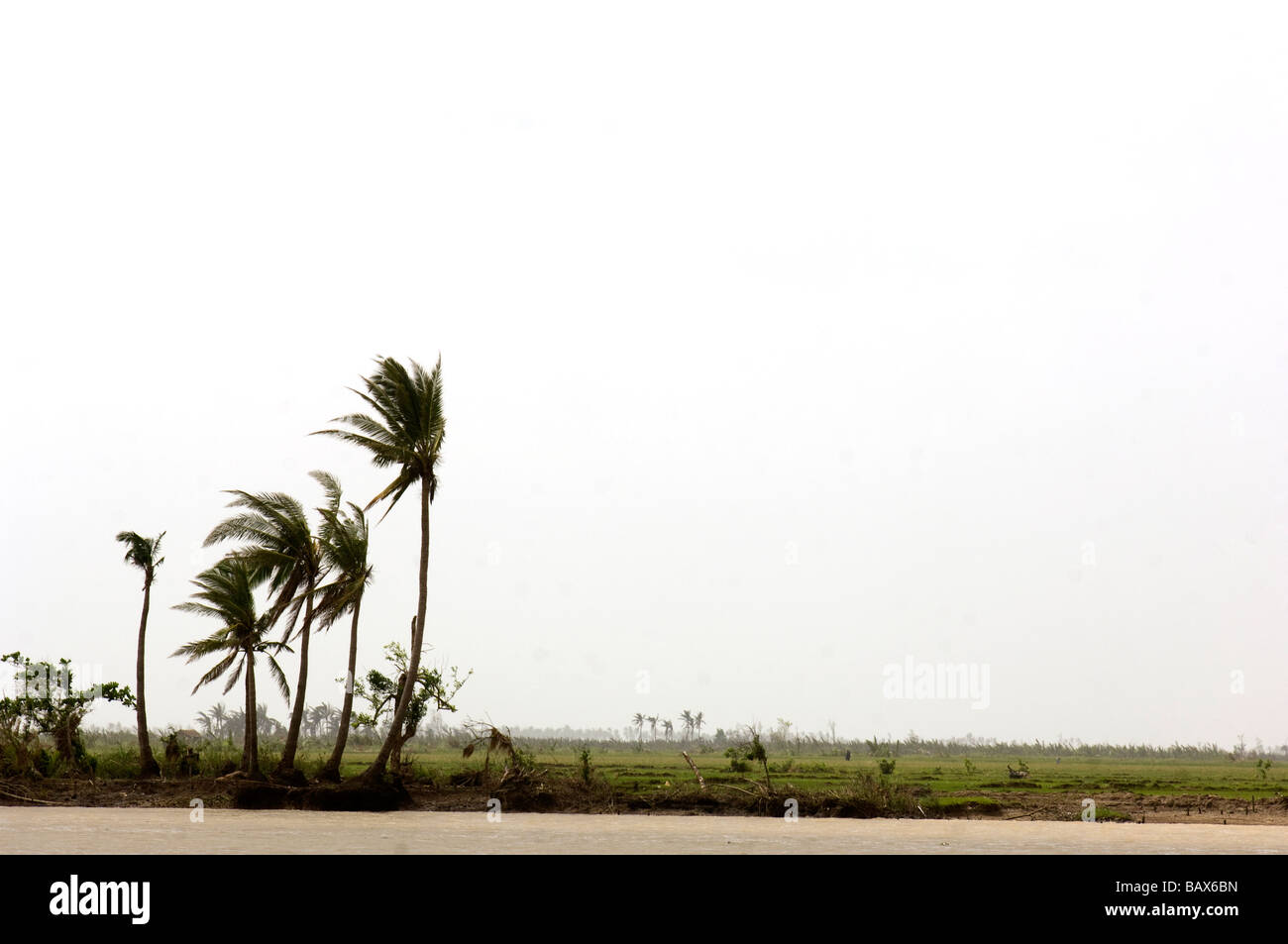 Destroyed palm trees in Bogale after cyclone Nargis struck Myanmar ...