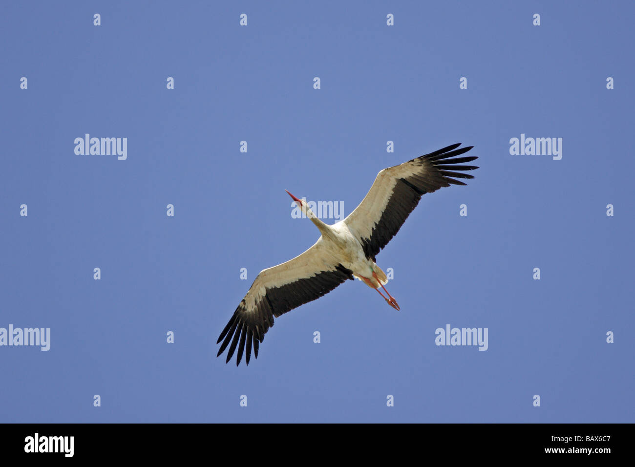 Stork in flight hi-res stock photography and images - Alamy