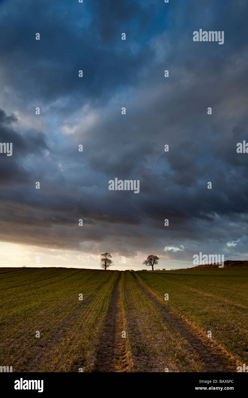 Two oak trees hi-res stock photography and images - Alamy