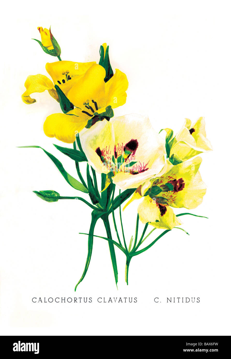 C nitidus hi-res stock photography and images - Alamy