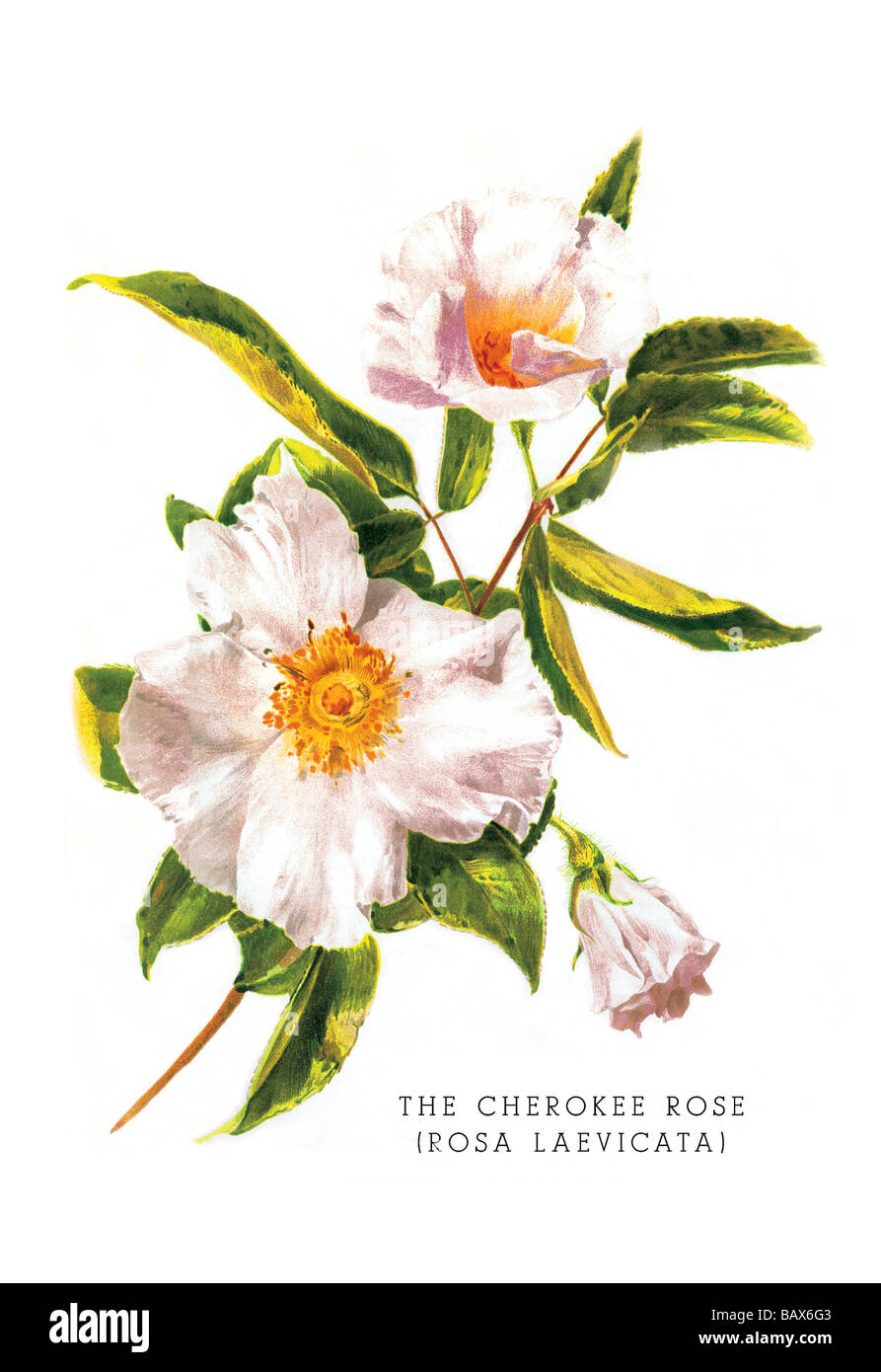 Cherokee rose hi-res stock photography and images - Alamy