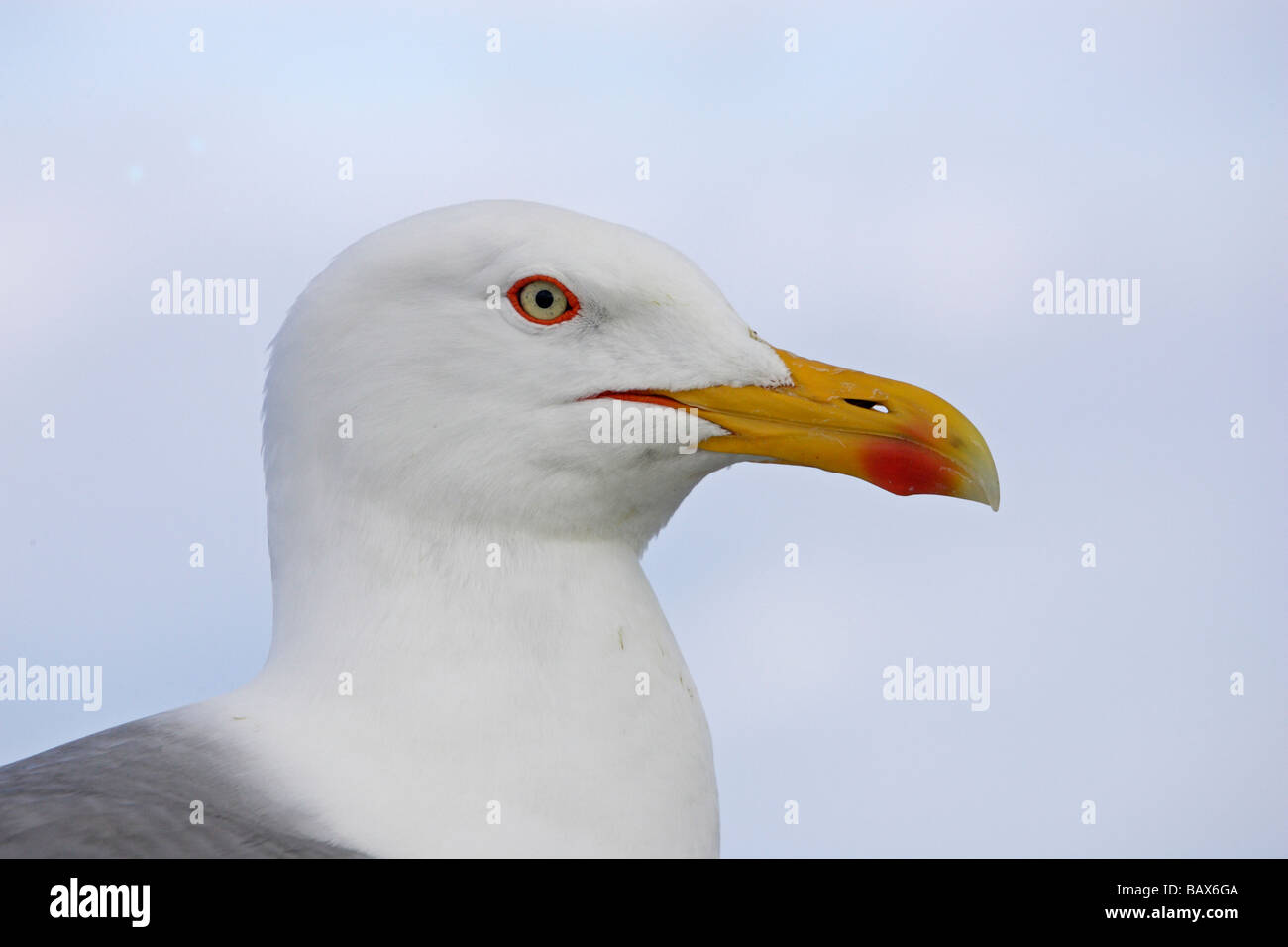 Portrait of a Yellow-legged Gull Stock Photo - Alamy