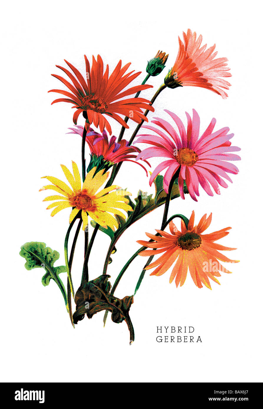 Gerbera hybrid hi-res stock photography and images - Alamy