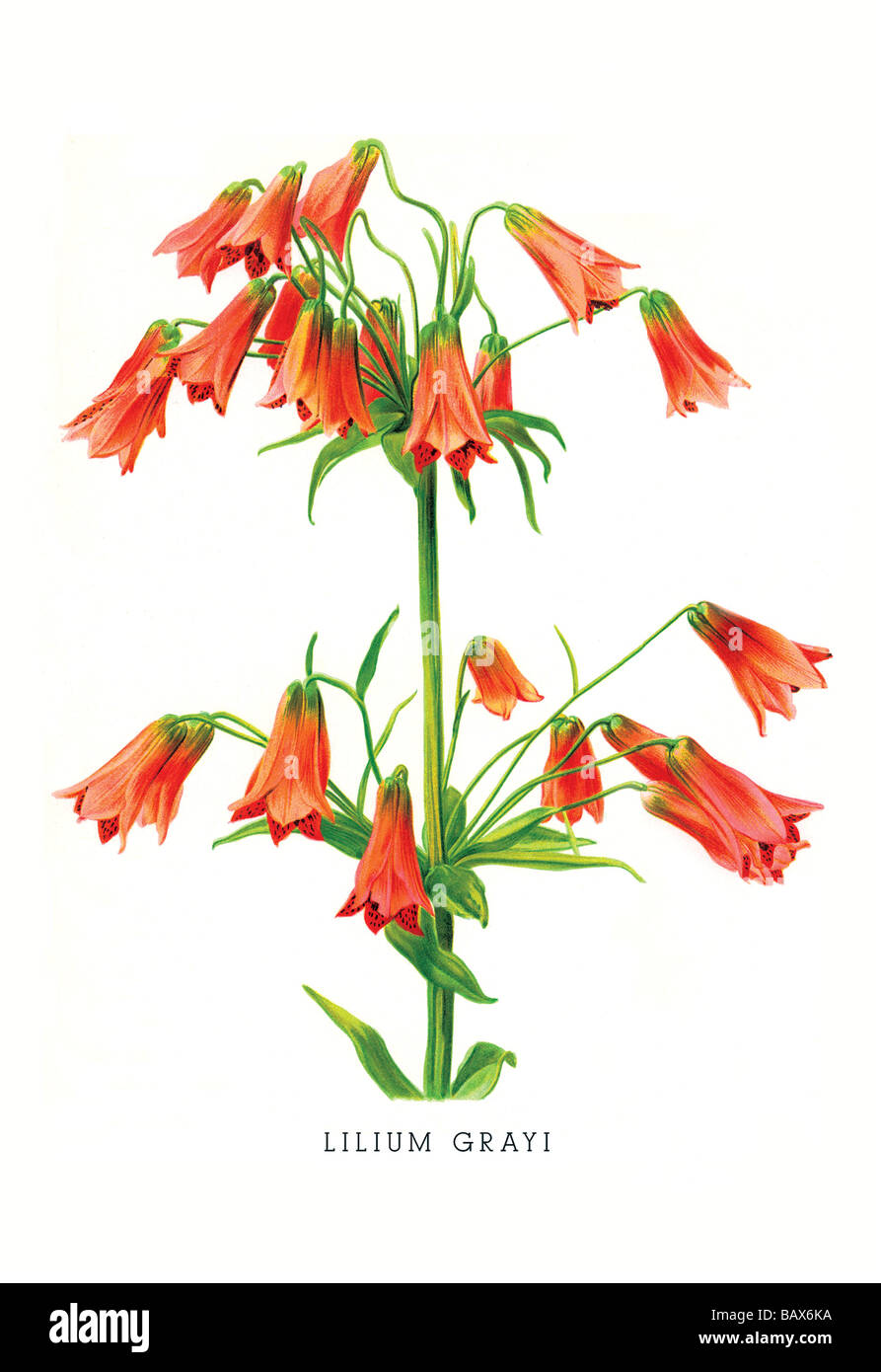 Lilium grayi hi-res stock photography and images - Alamy