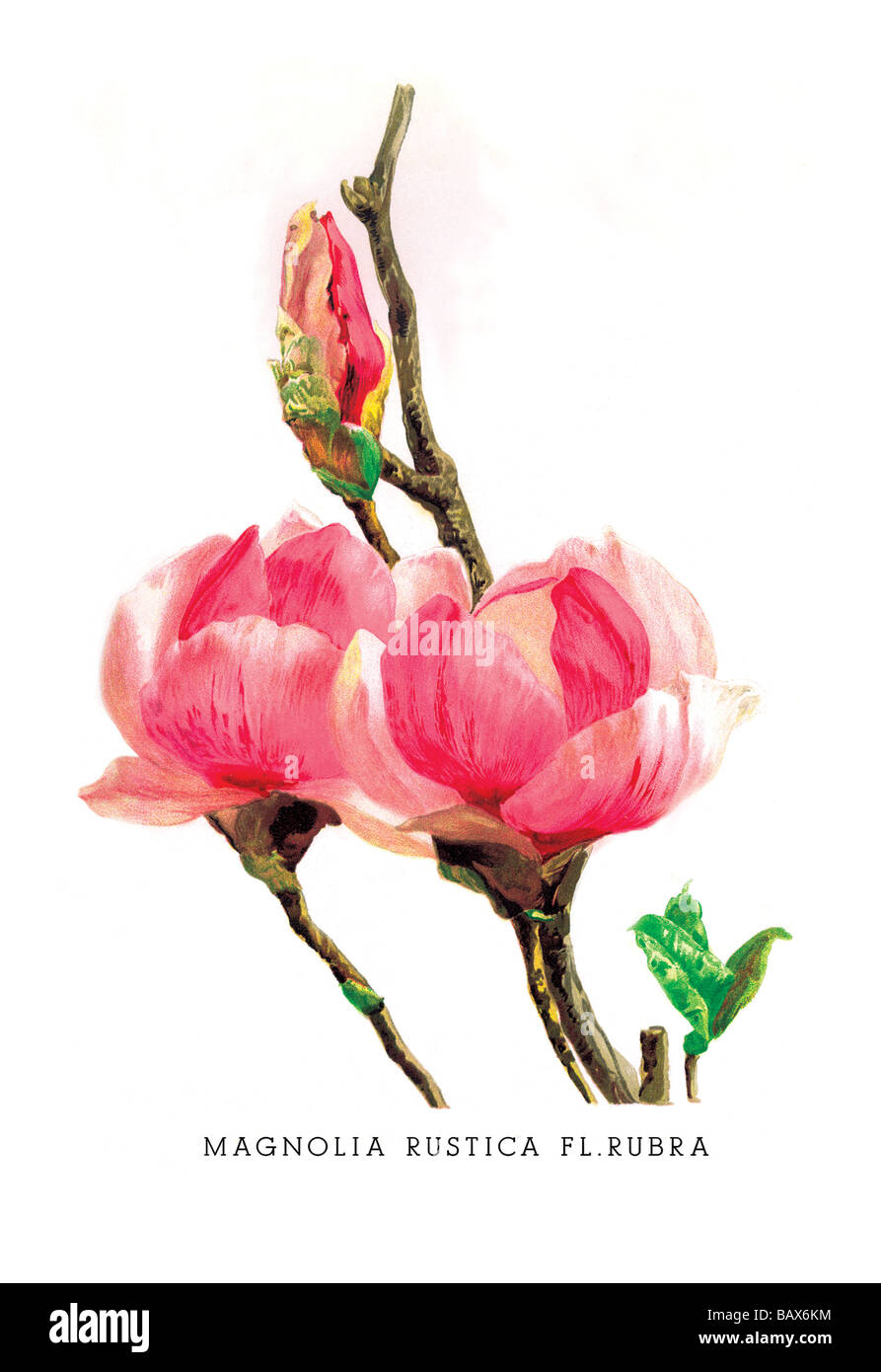 Magnolia Rustica: Fl. Rubra Stock Photo - Alamy