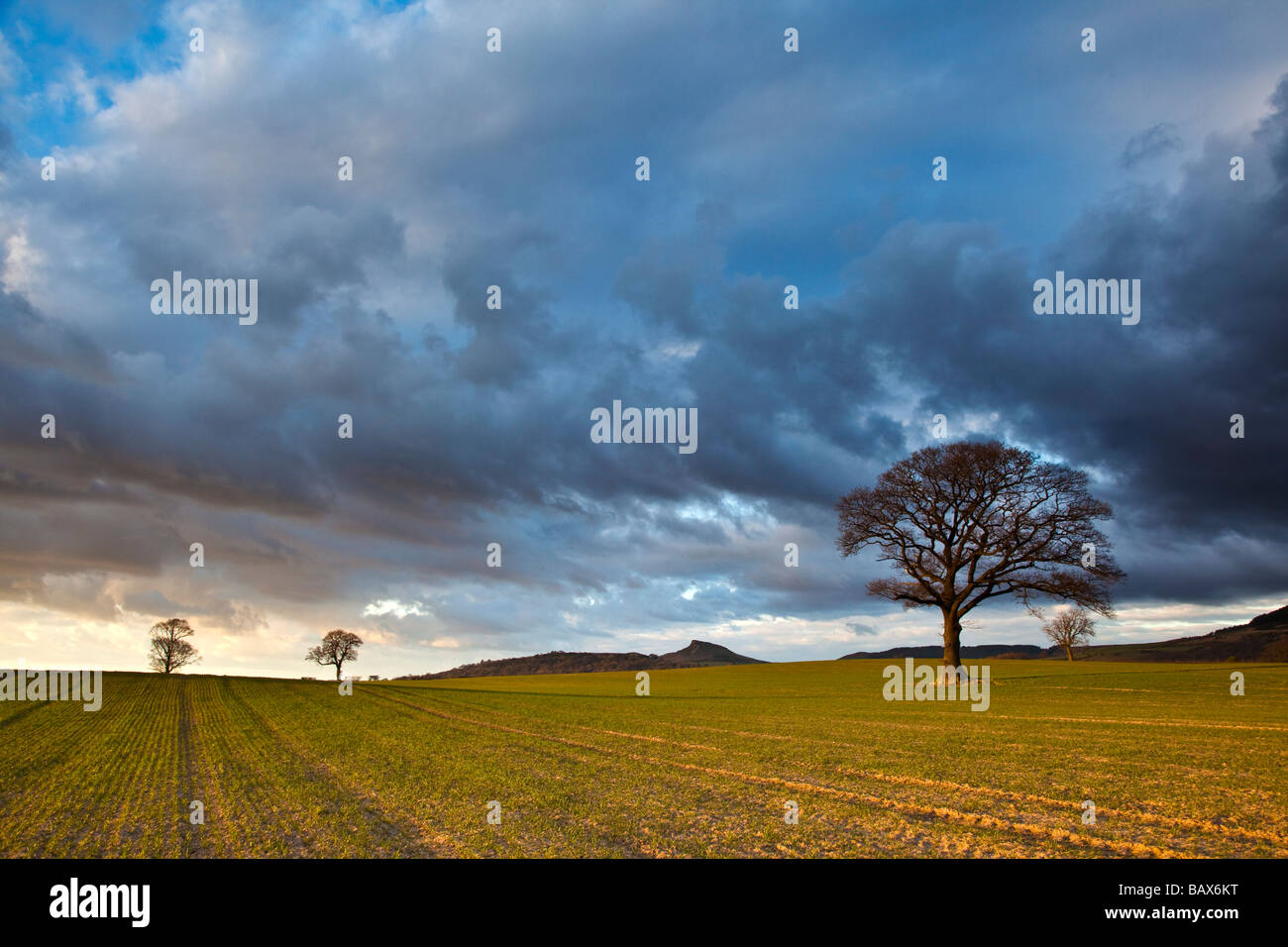 Roseberry Topping and Oak Tree in late March sunshine from Easby Lane ...