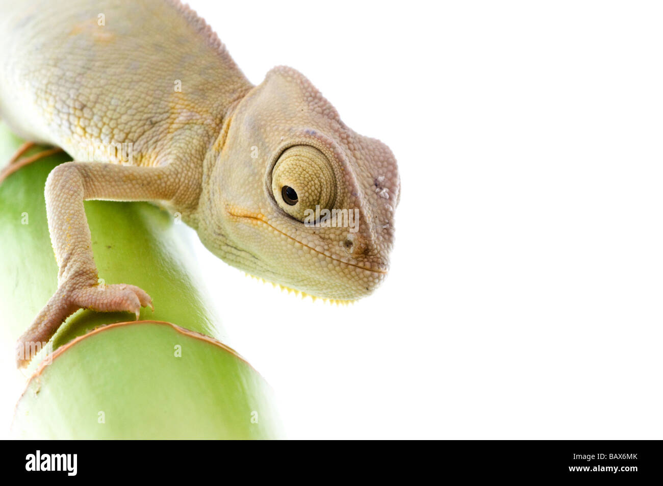 Chameleon on flower Isolation on white Stock Photo - Alamy