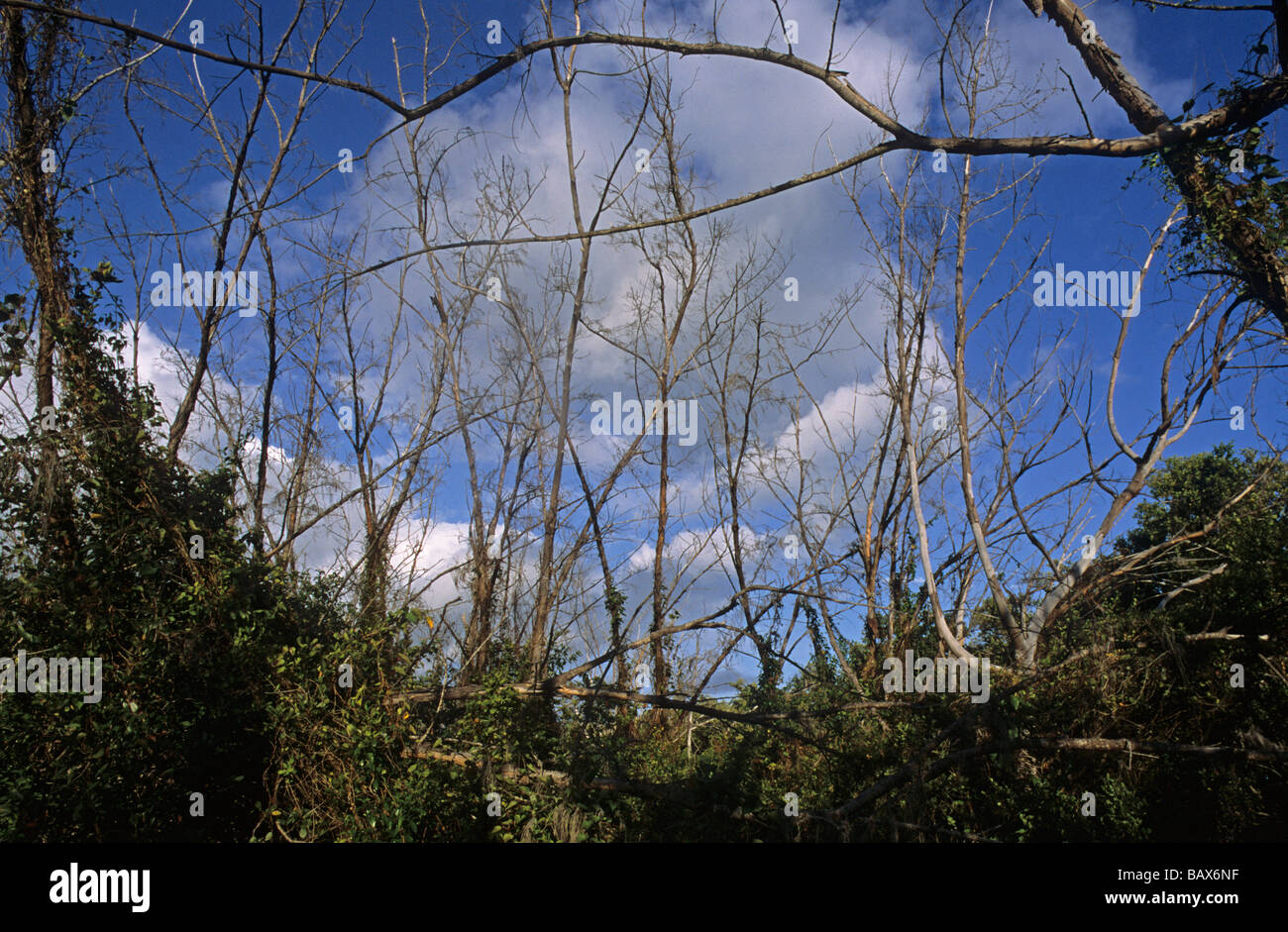 Treescape Long Key State Recreation Area The Keys Florida US Stock ...