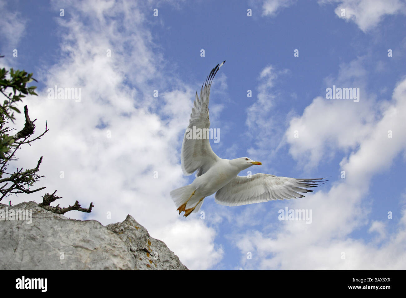 Yellow-legged Gull taking off Stock Photo - Alamy