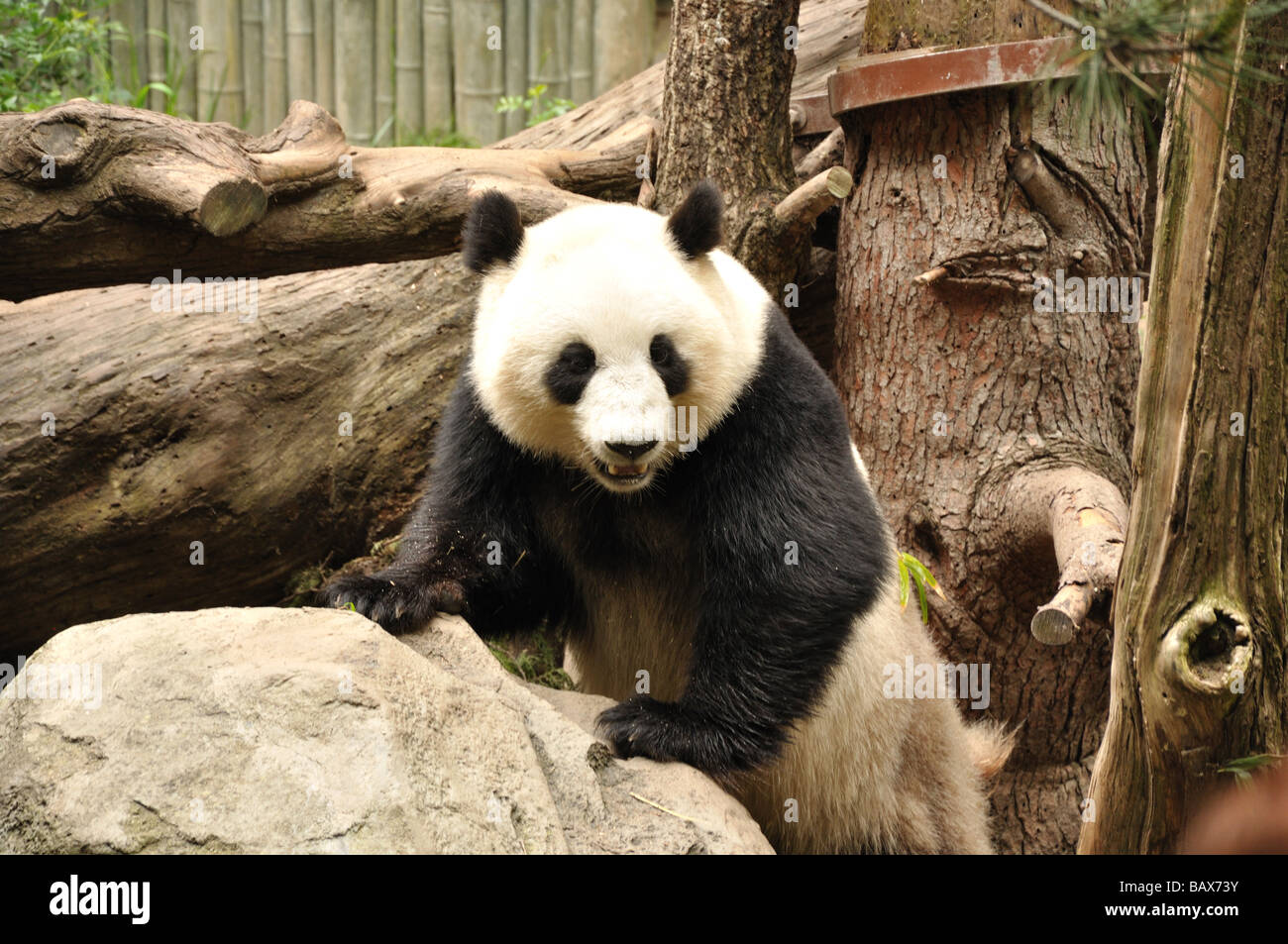 Panda on rock hi-res stock photography and images - Alamy