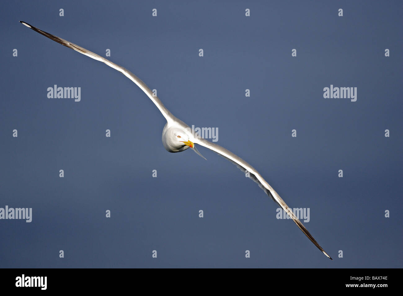 Yellow-legged Gull in flight Stock Photo - Alamy