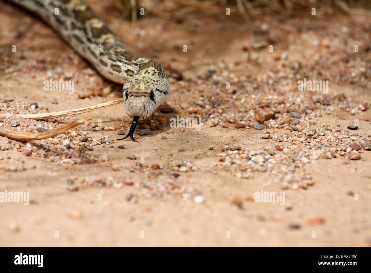 Bullsnake hi-res stock photography and images - Alamy