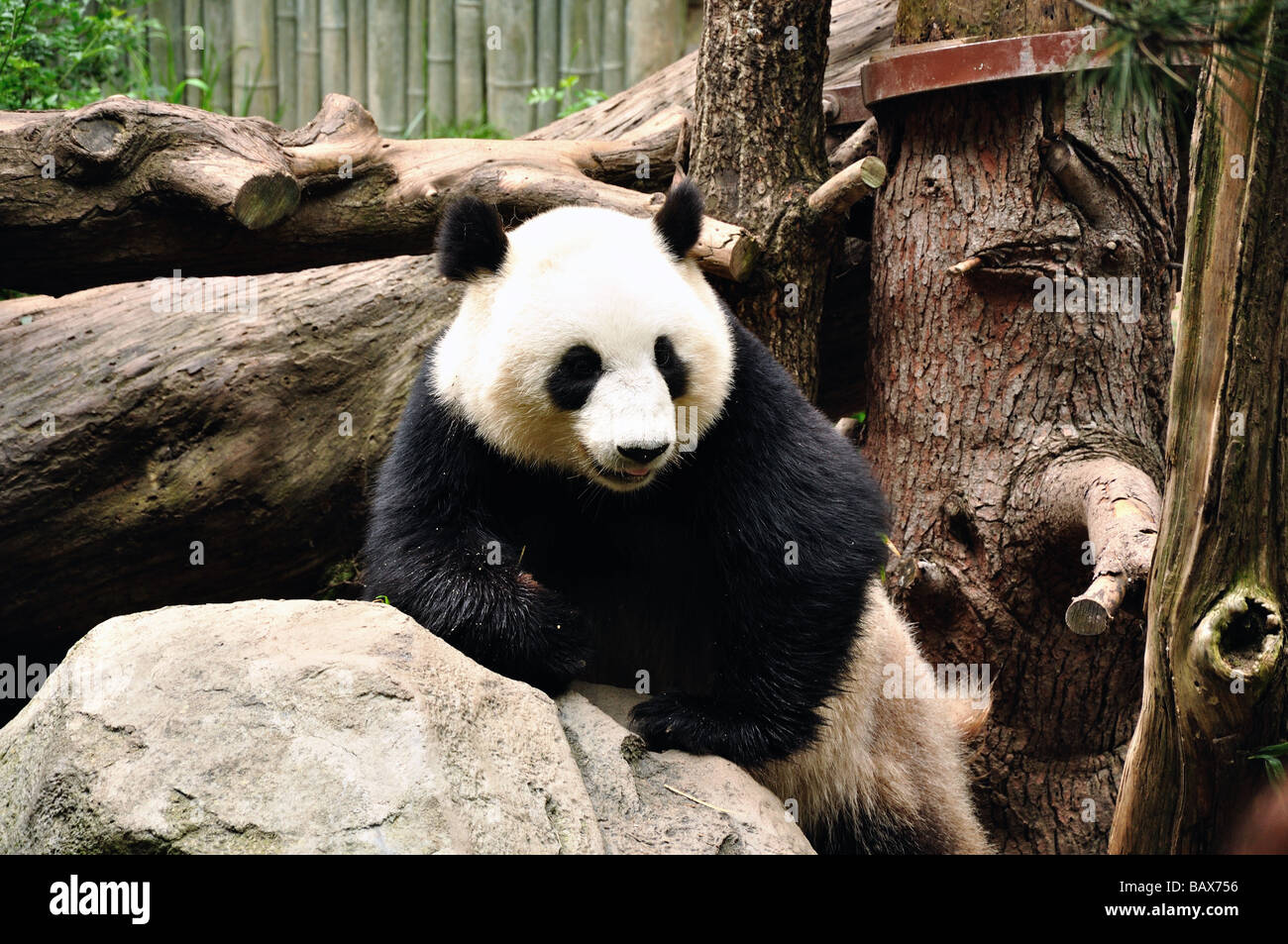 Panda species hi-res stock photography and images - Alamy