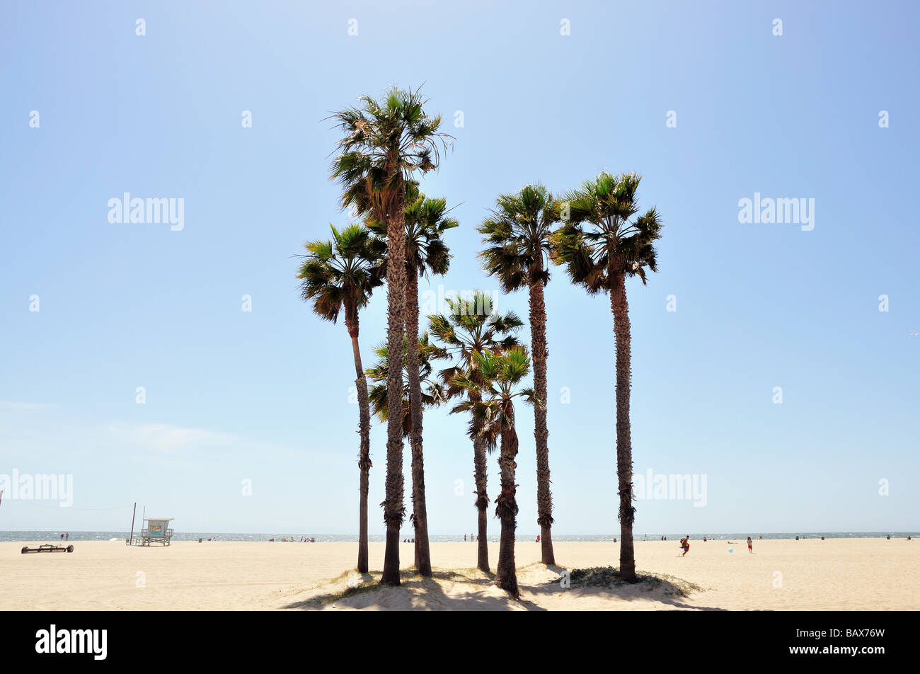 sunny palm trees Stock Photo - Alamy