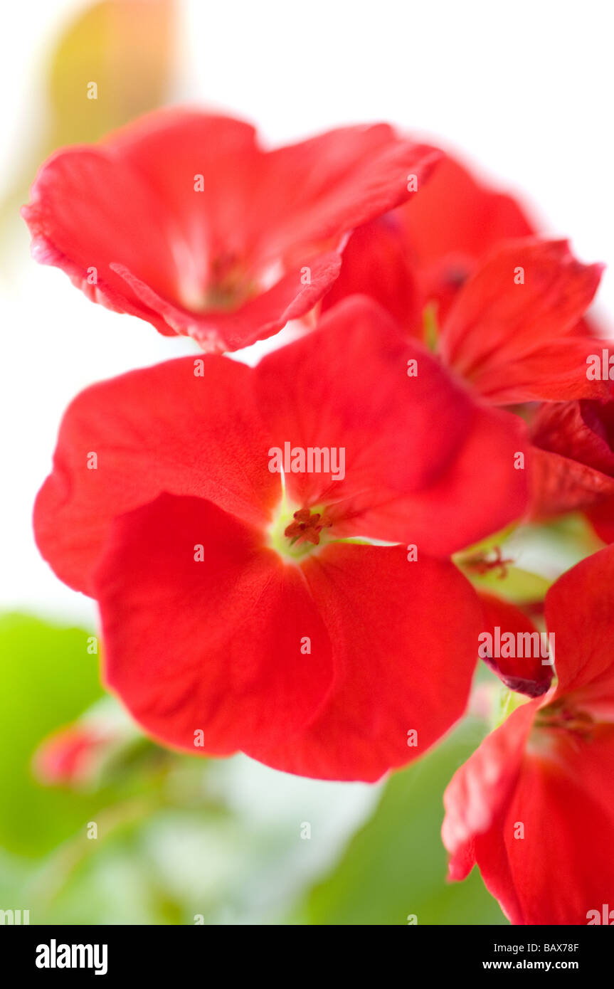 flower macro depth of field Stock Photo - Alamy