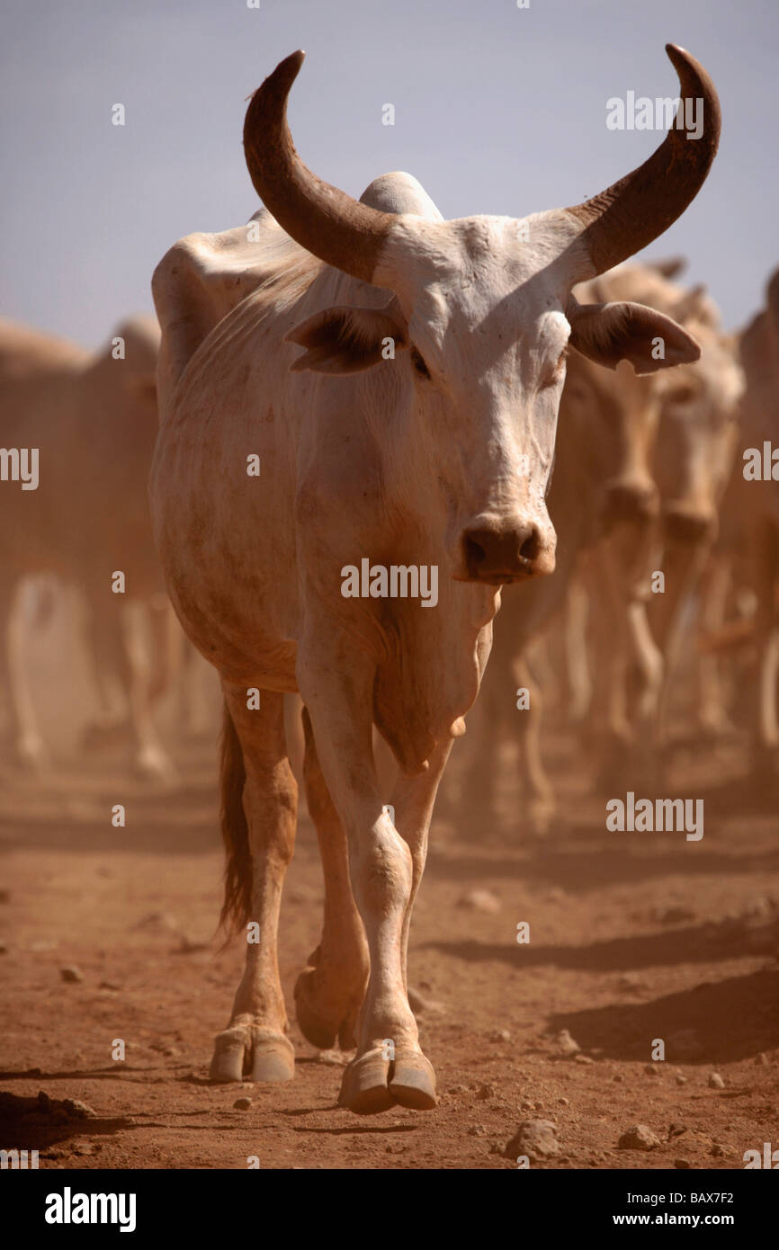African cow hi-res stock photography and images - Alamy