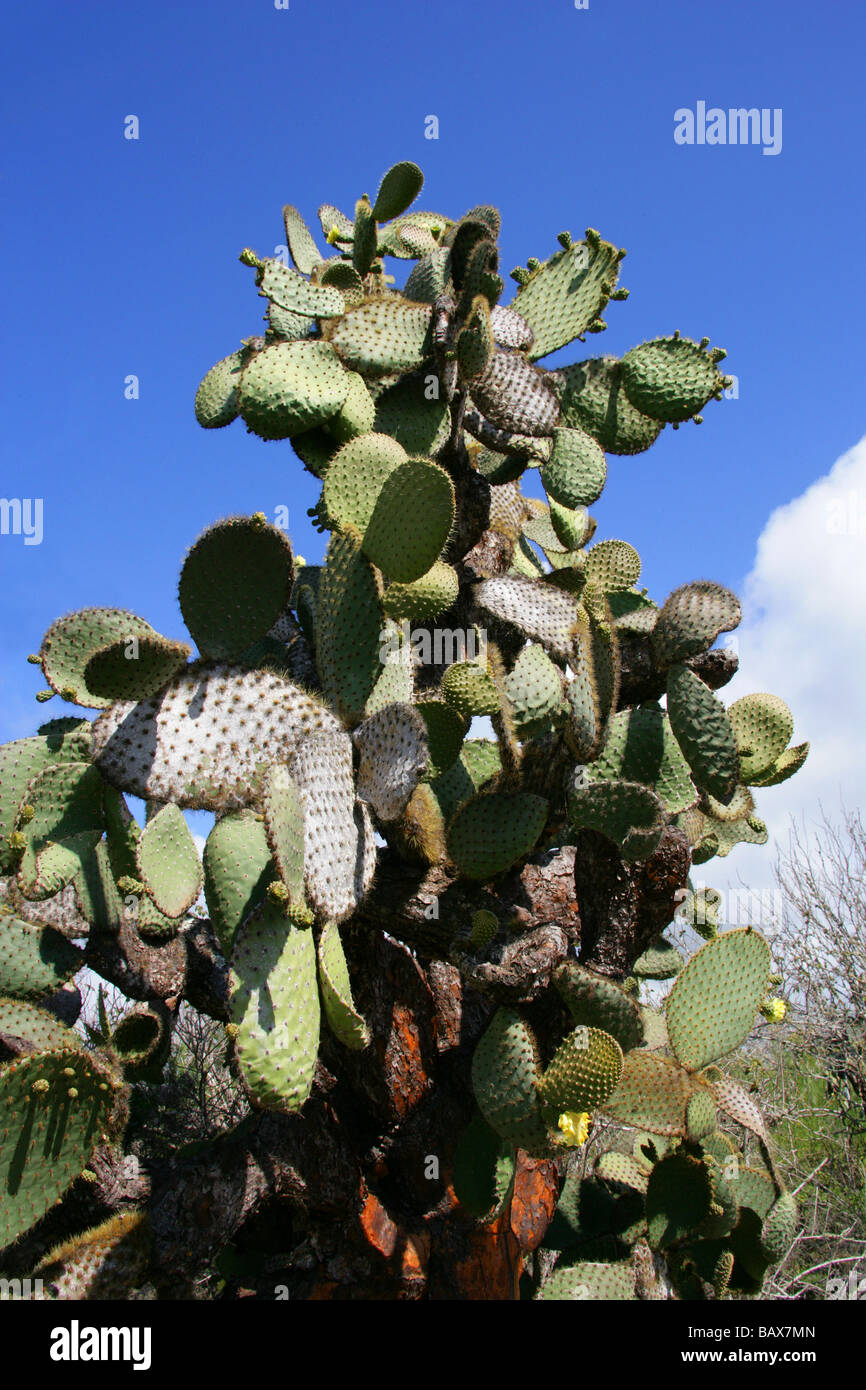Opuntia echios var barringtonensis, Cactaceae, Santa Cruz Island ...