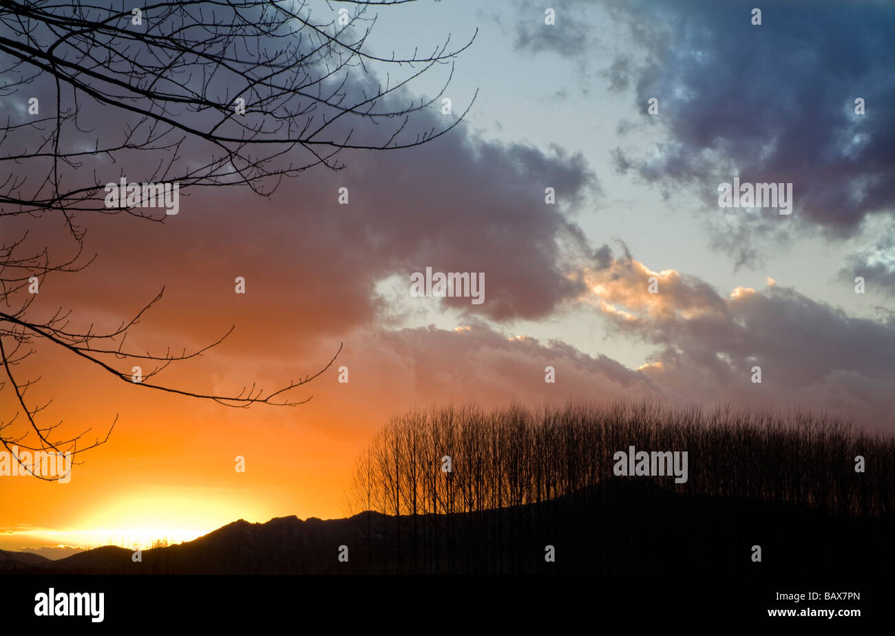 Populus sp hi-res stock photography and images - Alamy