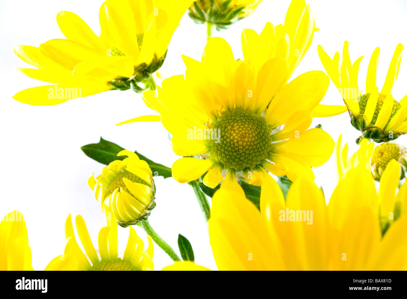 Beautiful flowers of a camomile Stock Photo - Alamy