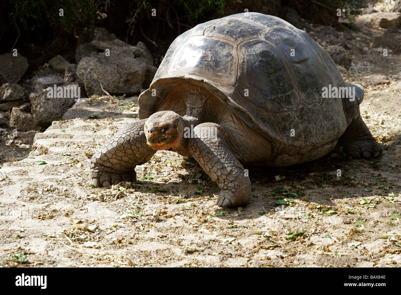 Galapagos Giant Tortoise, Central Isabela Island variation, "Volcan ...