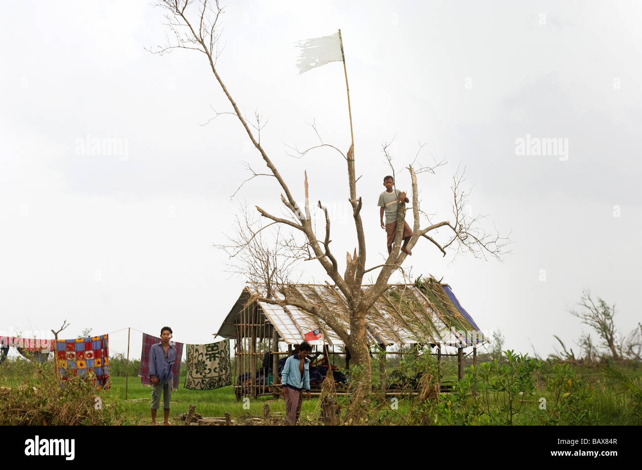 A boy survivor stands on a tree afer Cyclone Nargis struck Myanmar ...