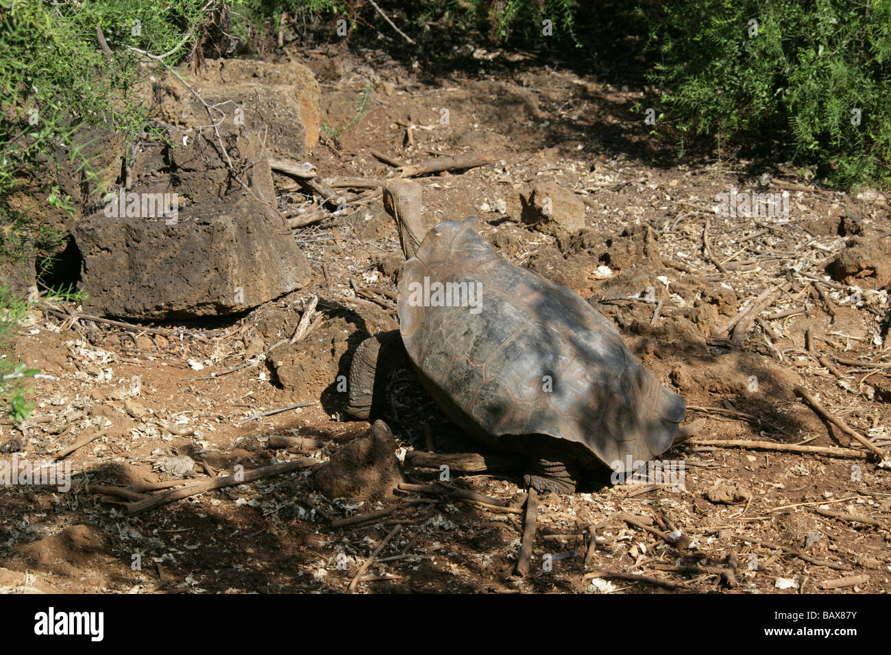 Galapagos Giant Tortoise, Chelonoidis, (Geochelone nigra, G ...