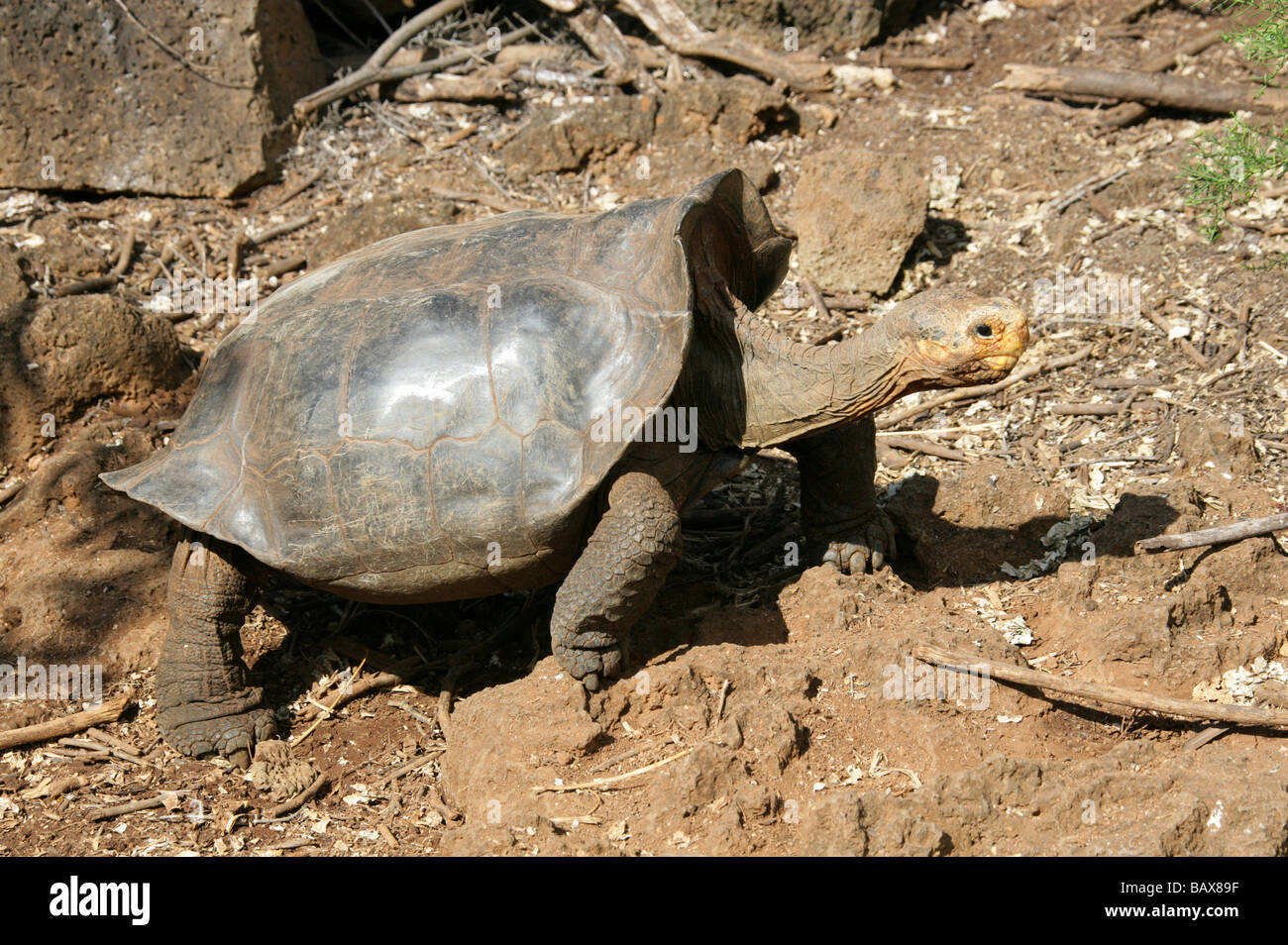 Galapagos Giant Tortoise, Chelonoidis, (Geochelone nigra, G ...