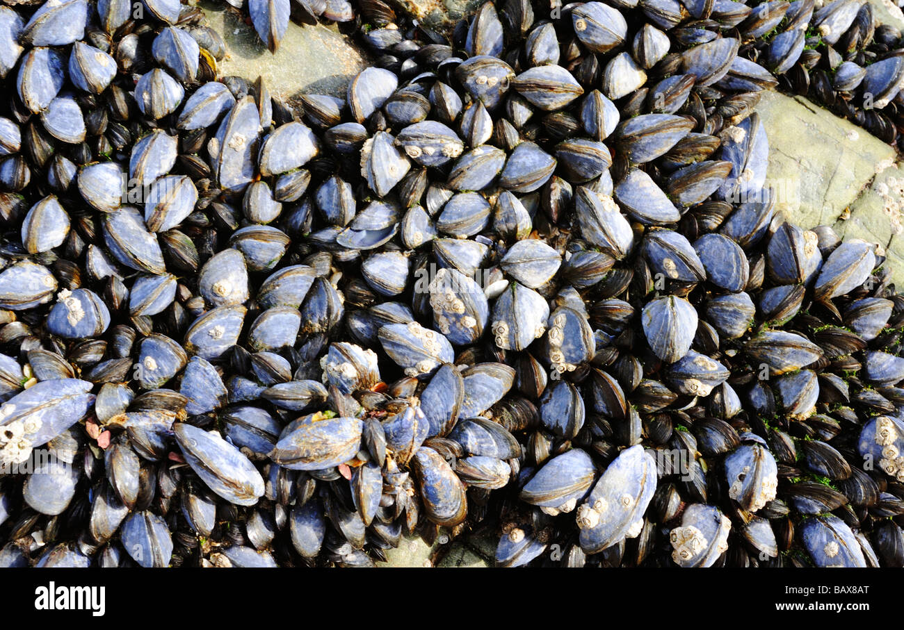 Mussels rock hi-res stock photography and images - Alamy