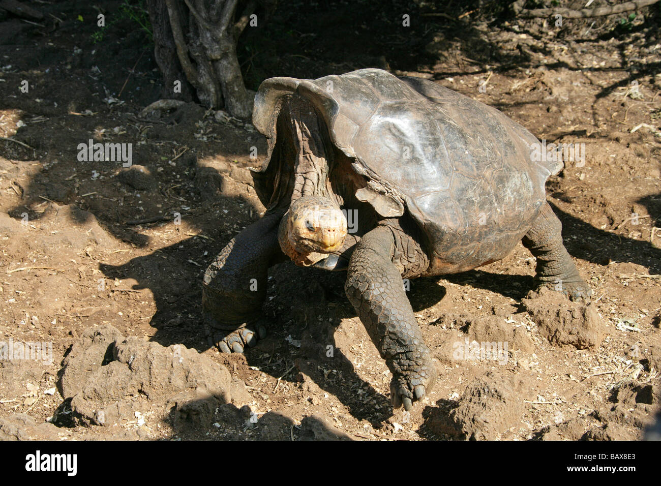Saddle back shell tortoise hi-res stock photography and images - Alamy