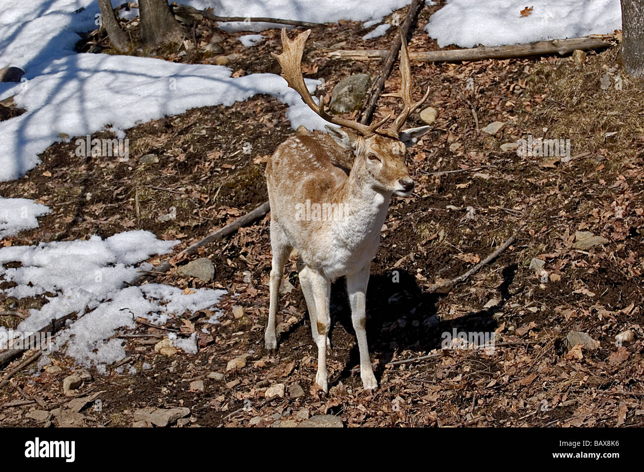 A Fallow Deer in Spring Stock Photo - Alamy