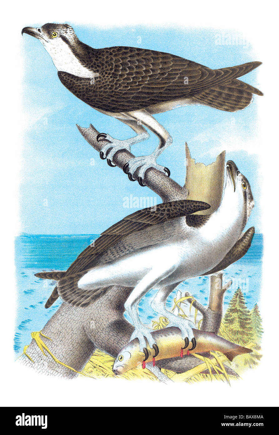 The Fish Hawk Stock Photo - Alamy