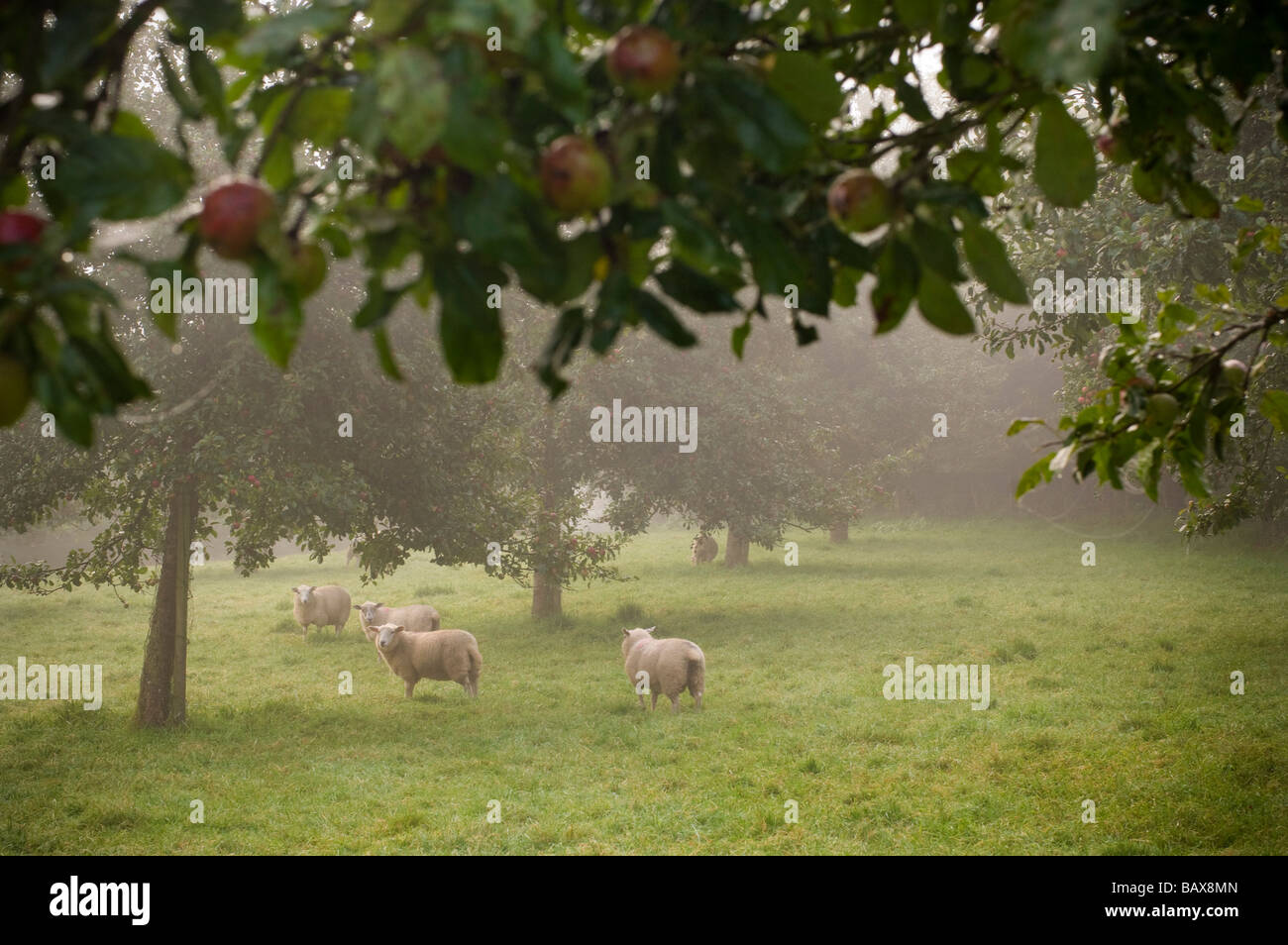 Apple Orchard on a Misty Autumn Morning Compton Dando Somerset England ...
