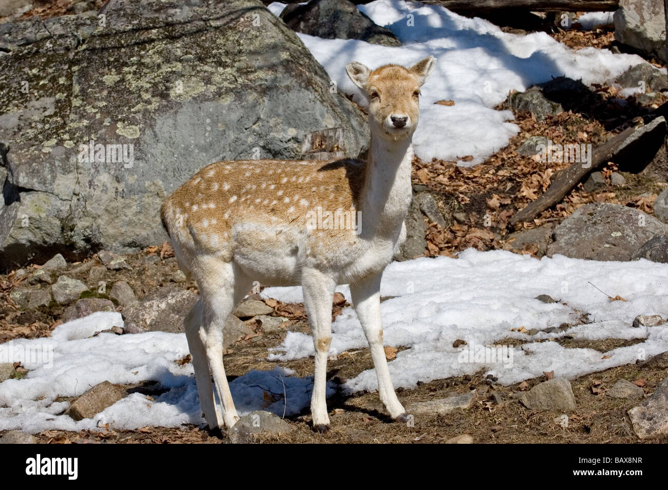 A Fallow Deer in Spring Stock Photo - Alamy
