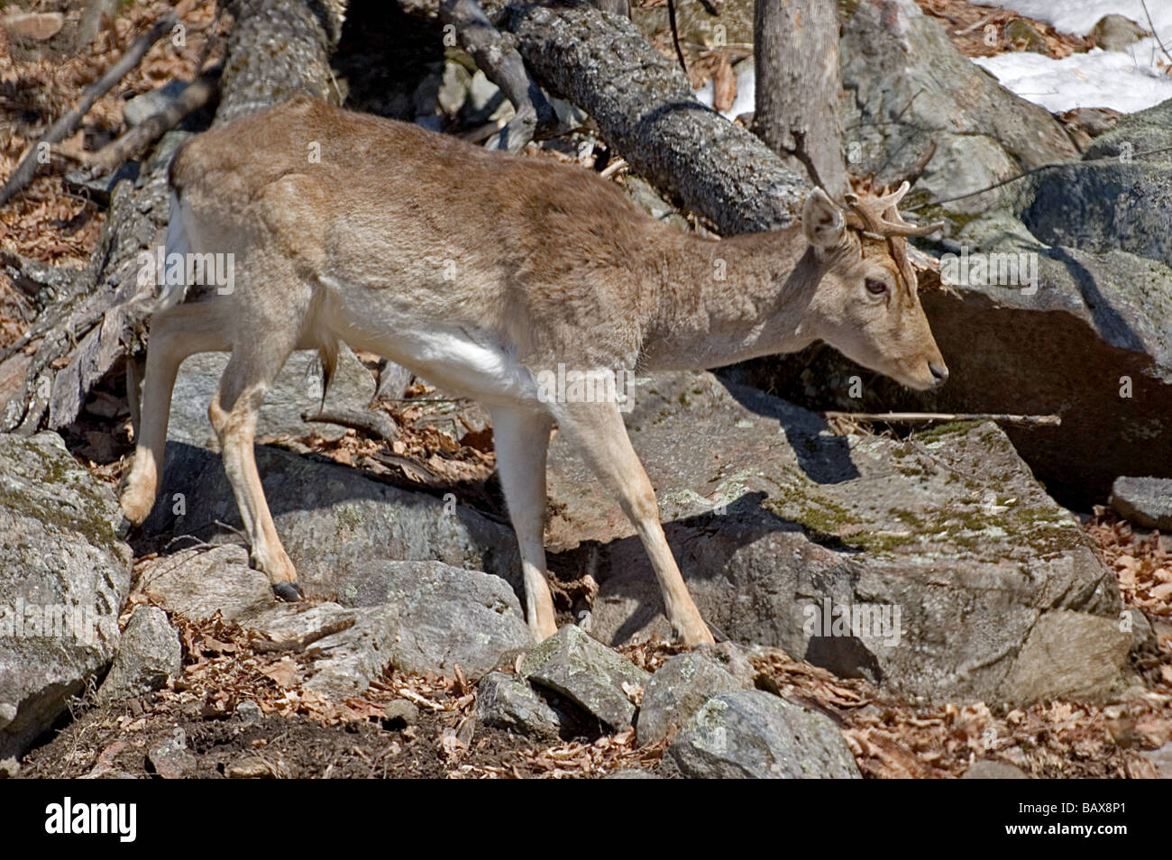 A Deer in early Spring Stock Photo - Alamy