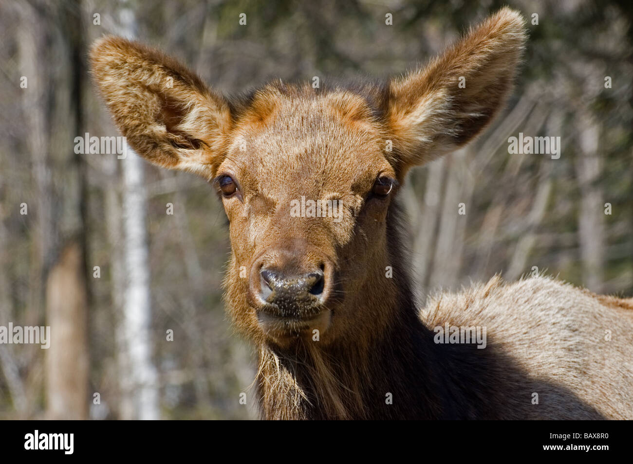 Close-up of a female Elk Stock Photo - Alamy