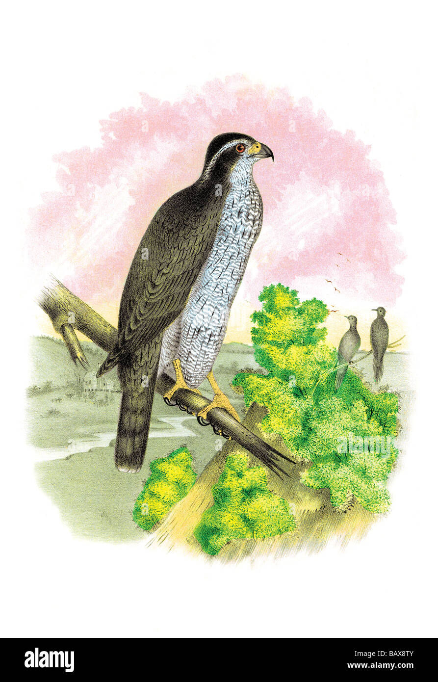 The Ash-Colored or Black-Cap Hawk Stock Photo - Alamy