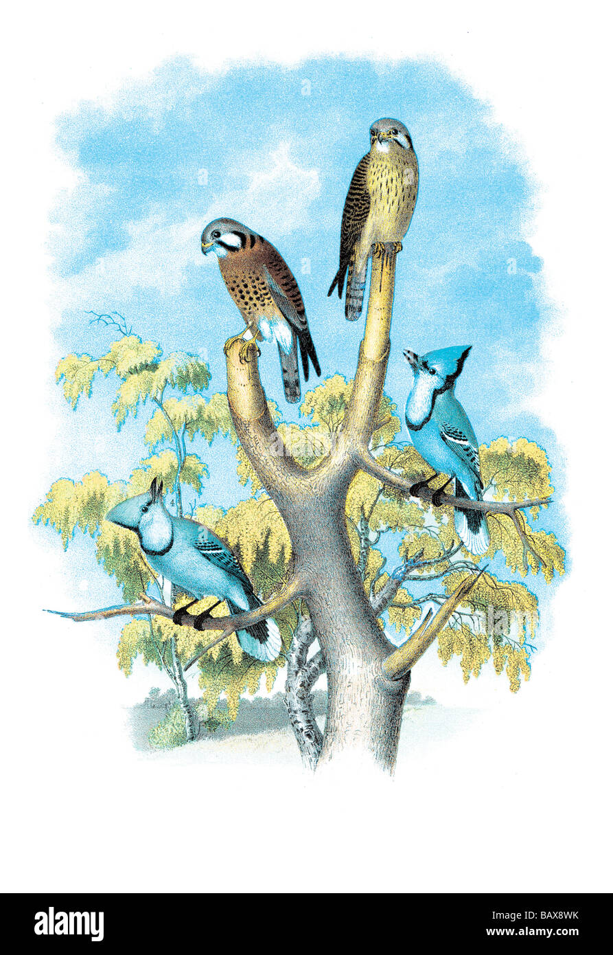 The Sparrow Hawk (Rusty-Crowned Falcon Stock Photo - Alamy