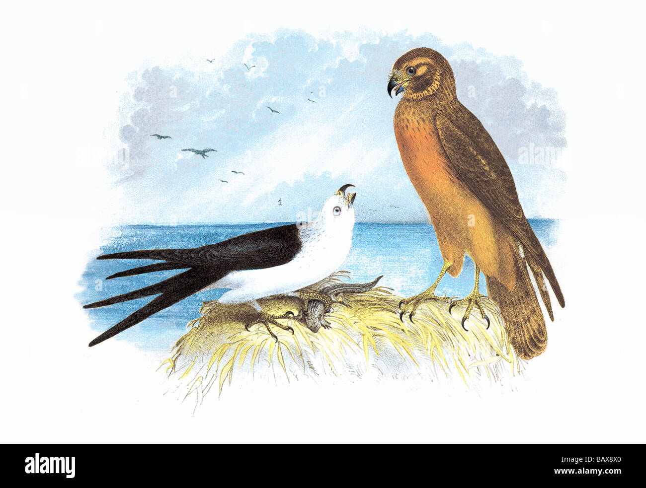 Swallow-Tailed Kite and Marsh Hawk Stock Photo - Alamy