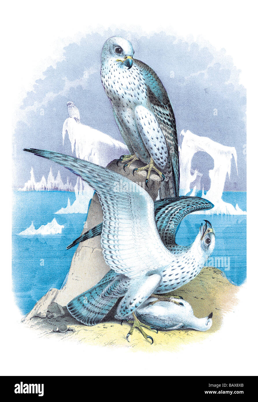 Jer Falcon High Resolution Stock Photography and Images - Alamy