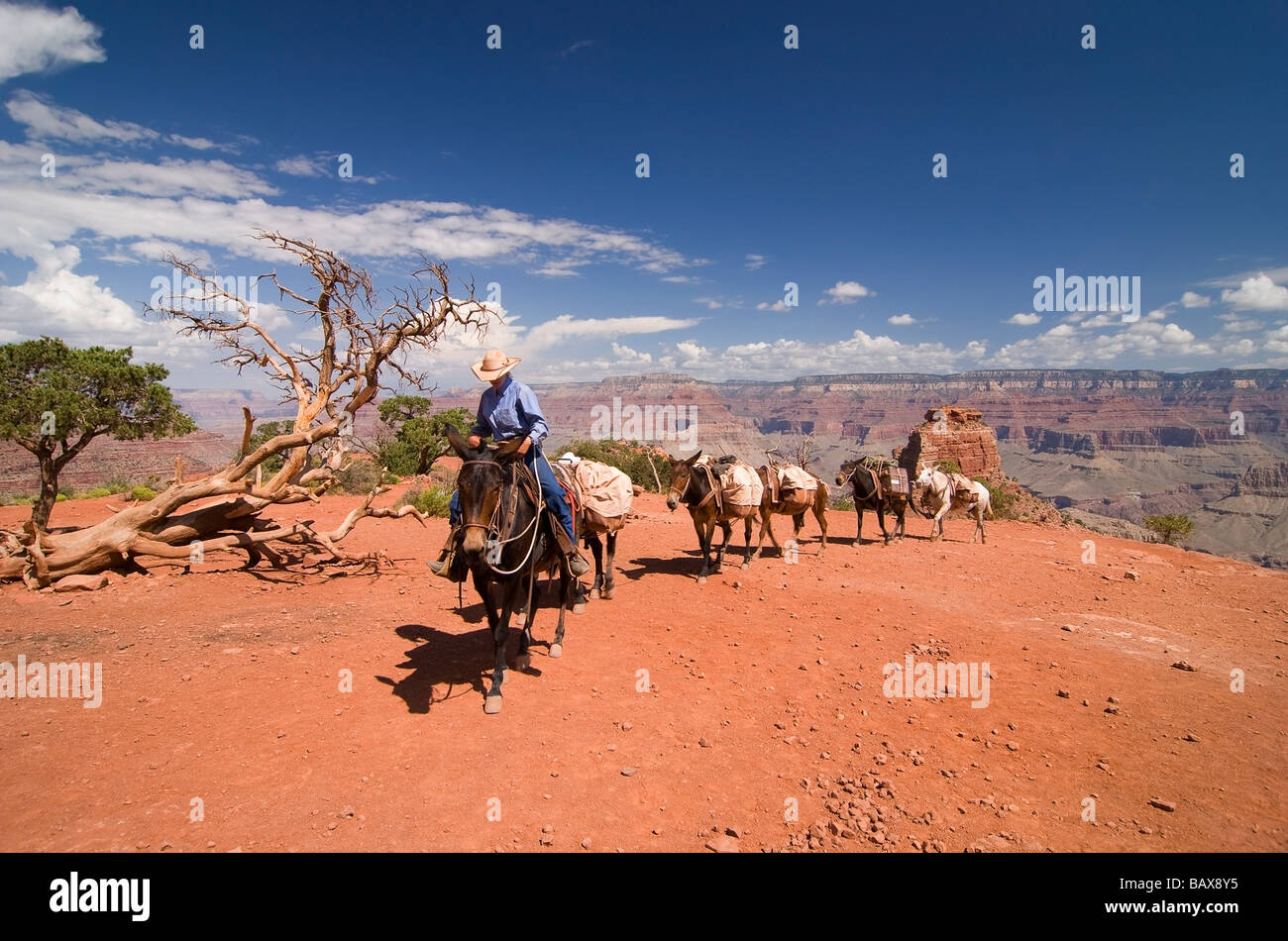 Grand Canyon, Arizona, USA; Cowboy leading mule train out of canyon ...