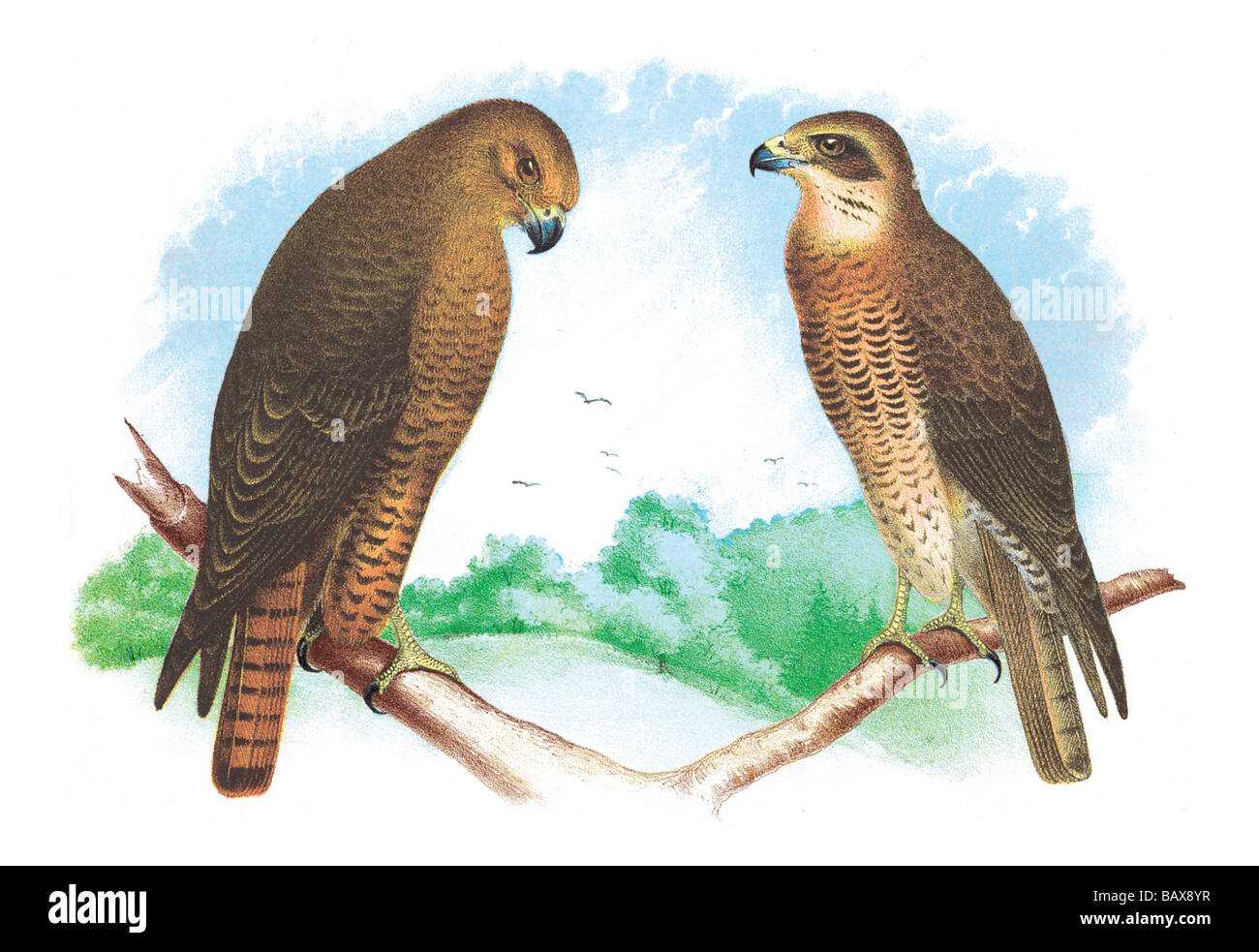 Swainson’s hawk hi-res stock photography and images - Alamy