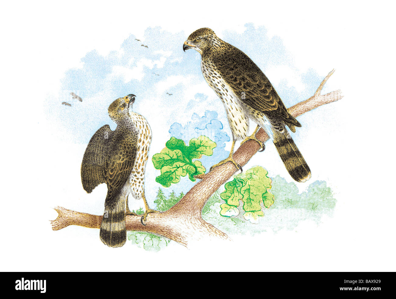 Sharp Skinned Hawk (Pigeon Hawk),with Broad Wing Hawk Stock Photo - Alamy