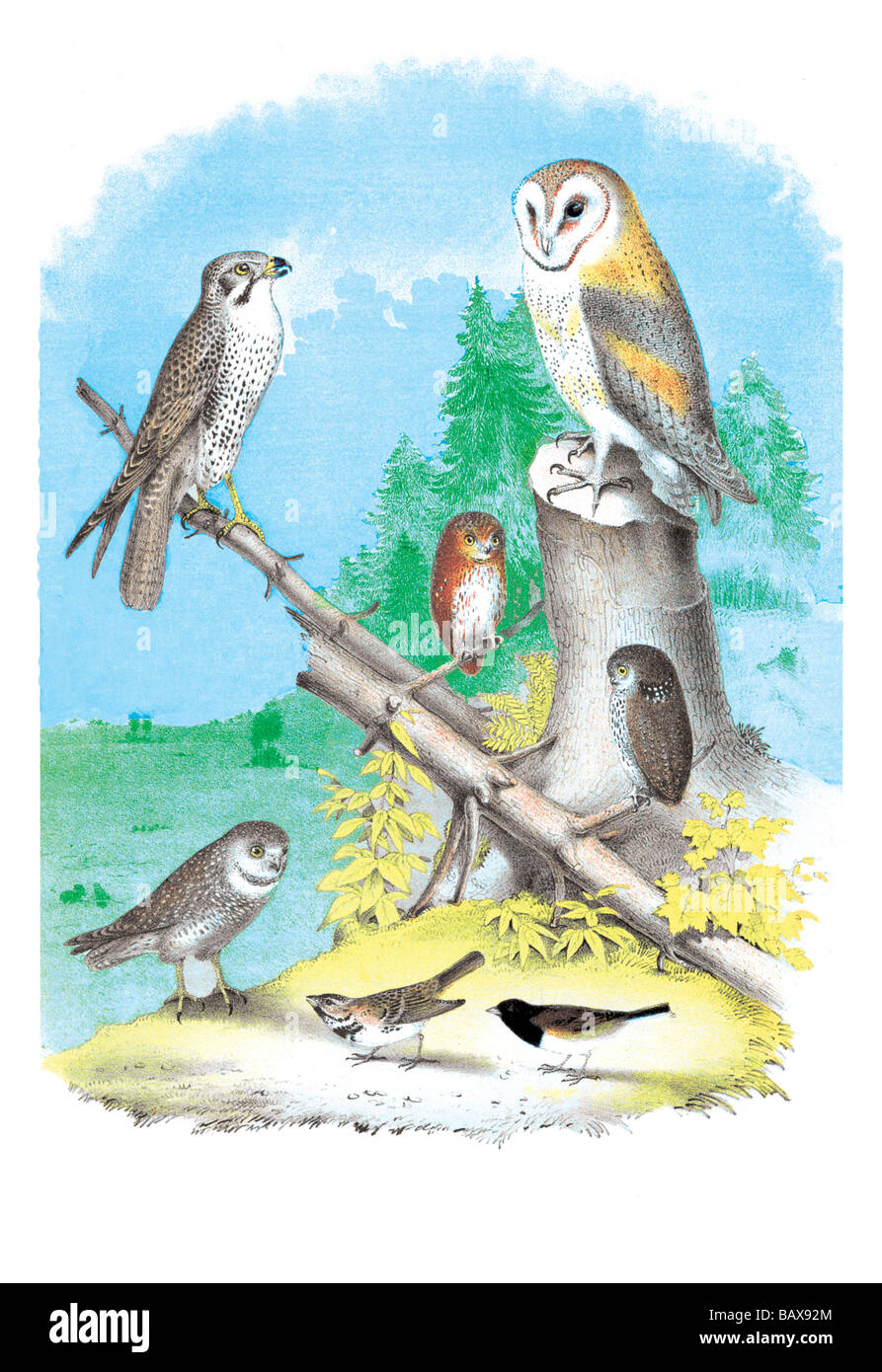 American Lanier Falcon (Prairie Hawk Stock Photo - Alamy