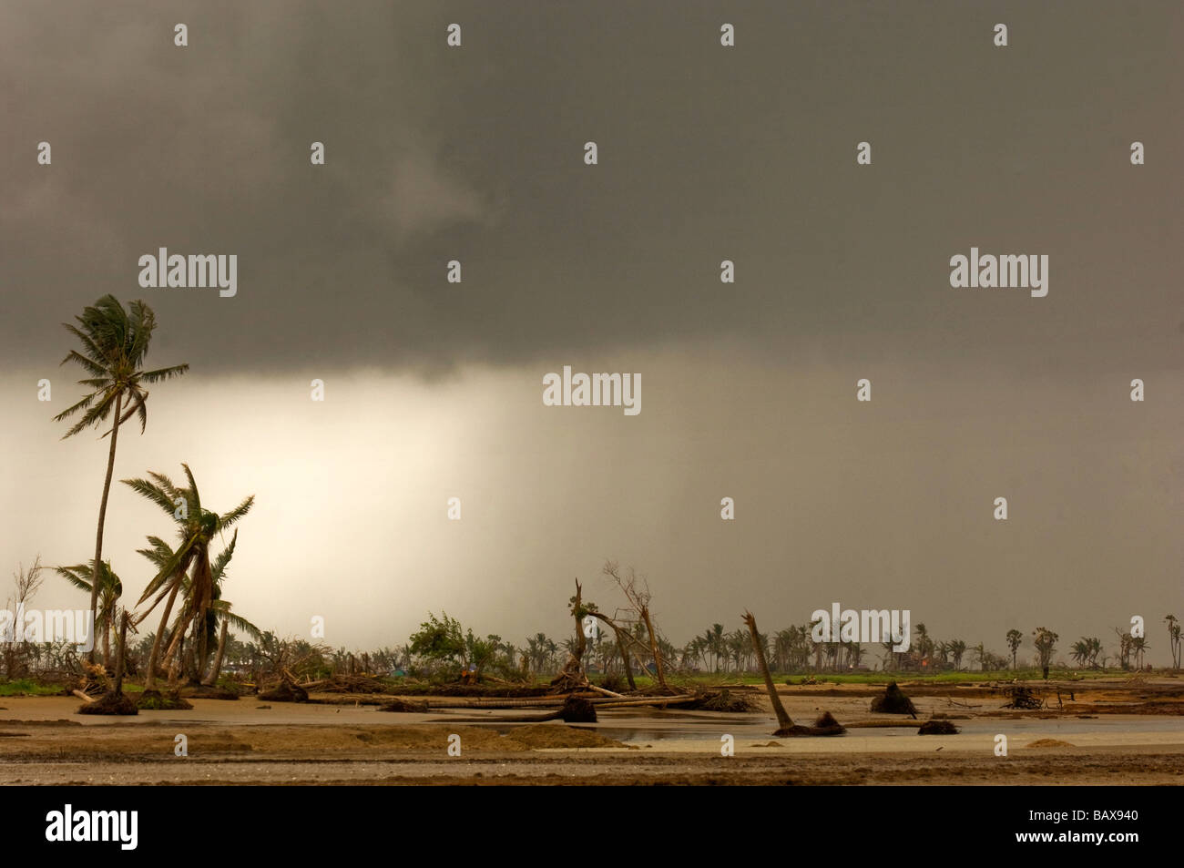 Destroyed palm trees in Gongi south Labutta after cyclone Nargis struck ...